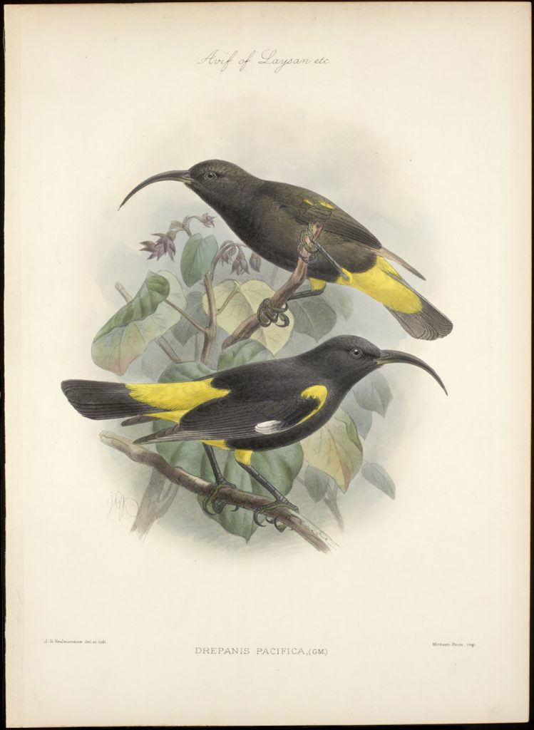 Species made extinct by humans – Mario Mairal